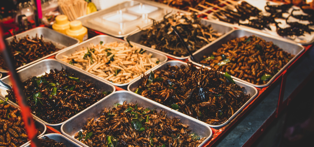 Pests or Panacea - Could insects save our bacon? - Ayming UK